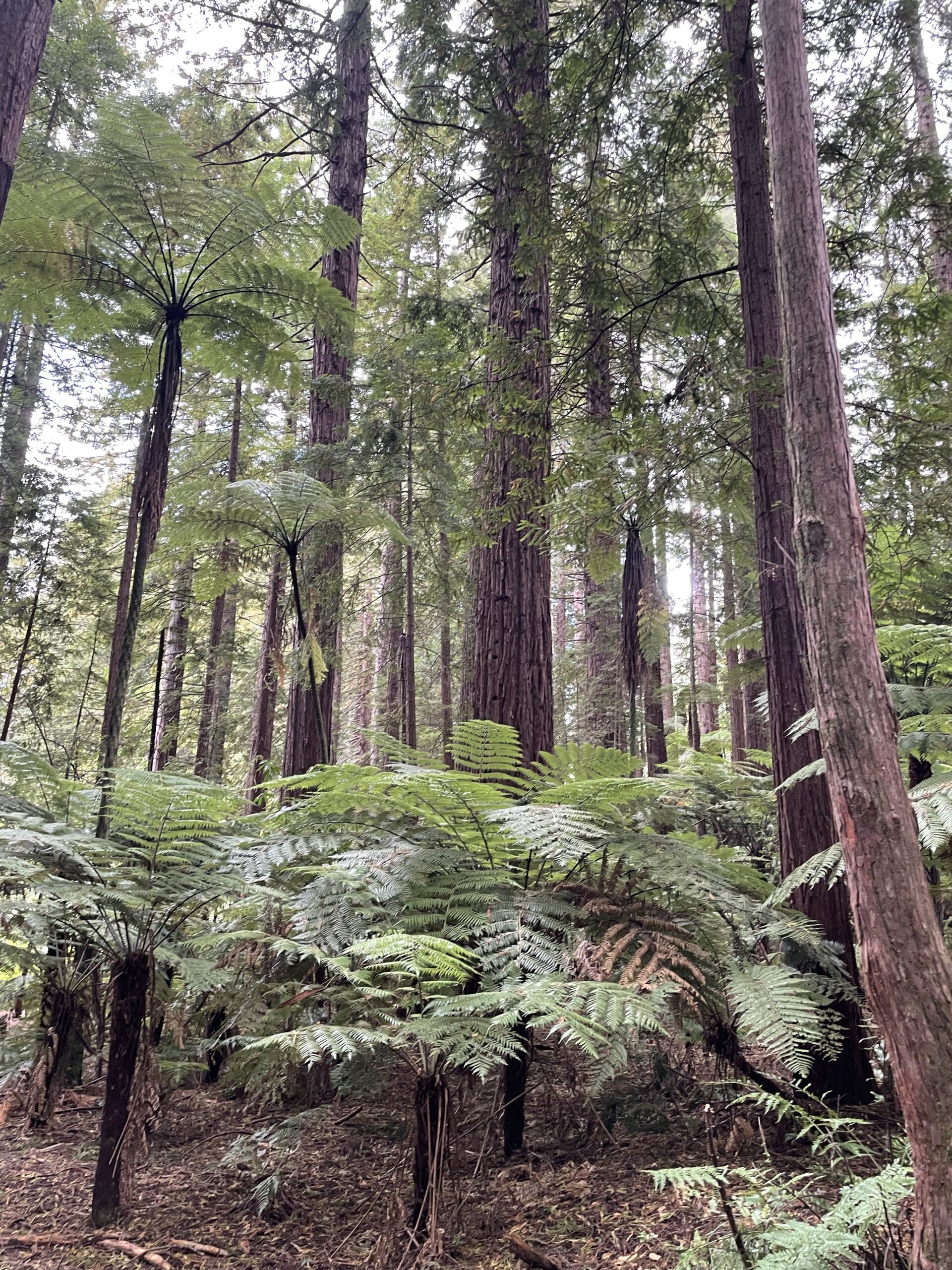 Rotorua – the extra day – Family Travel